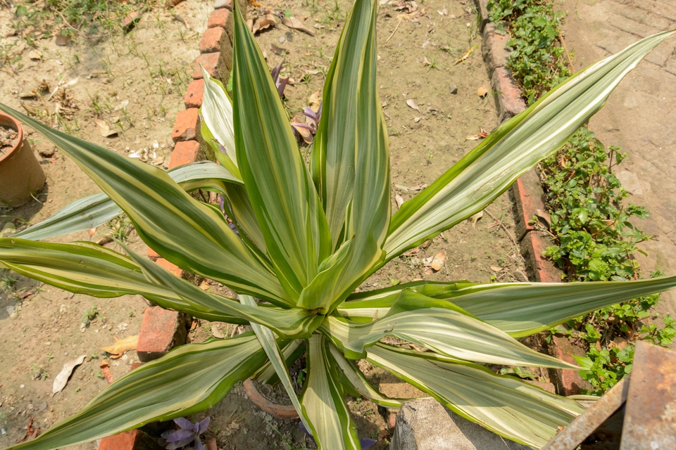 Botany Photo-Gallery